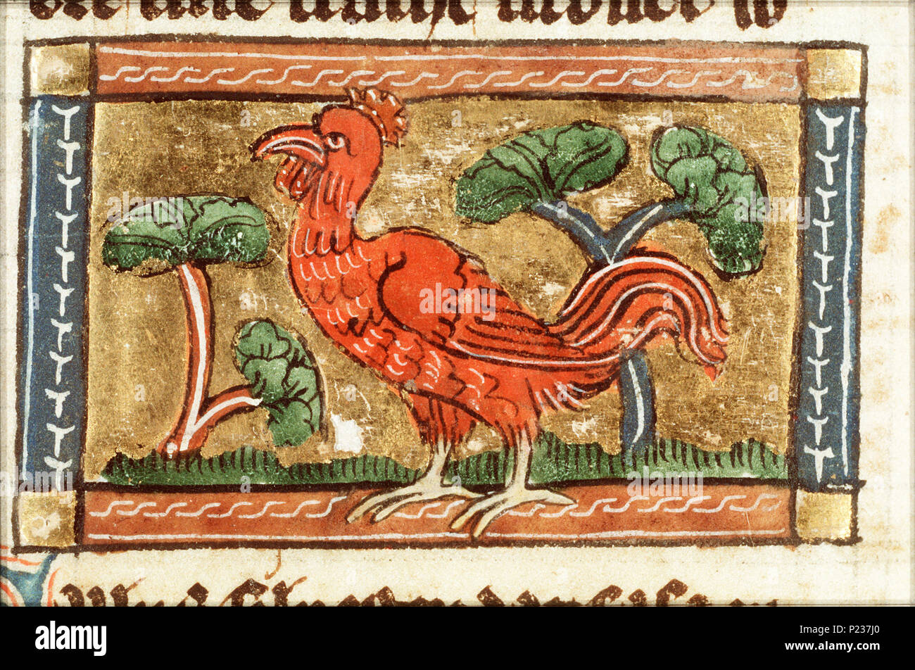 . Gallus silvester (pheasant) - miniature from folio 089v from Der ...