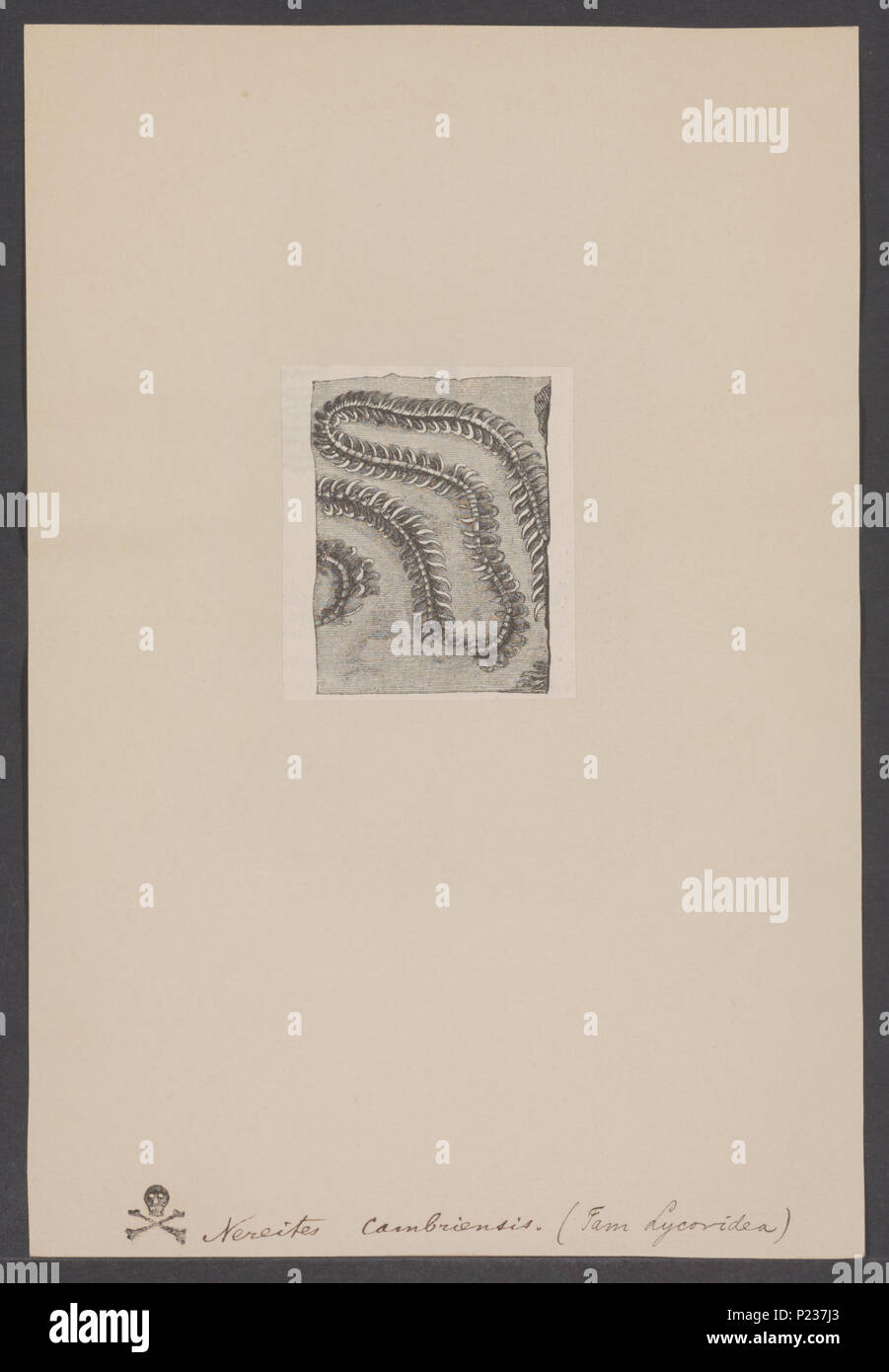 . Nereites cambriensis 201 Nereites cambriensis - - Print ...