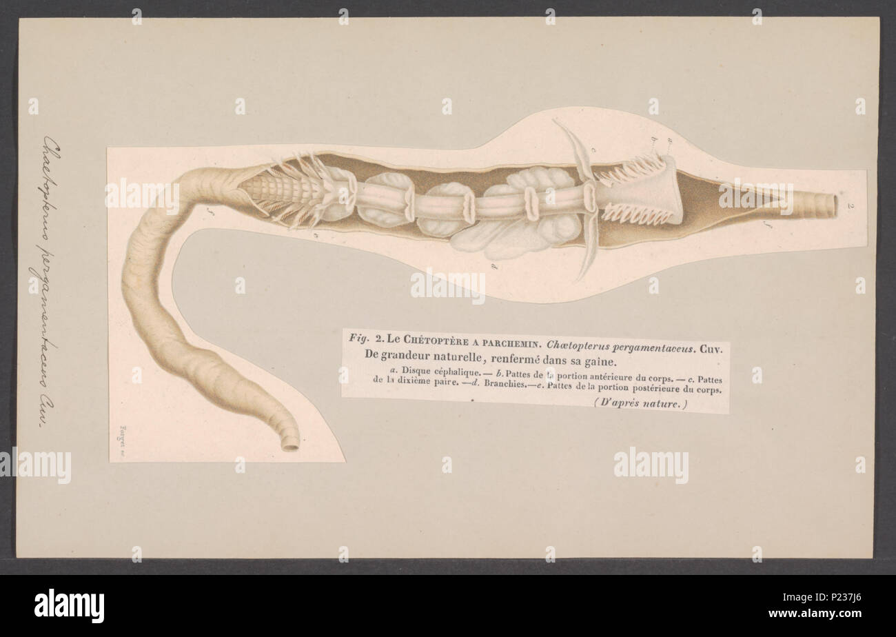 . Chaetopterus pergamentaceus 58 Chaetopterus pergamentaceus - - Print ...