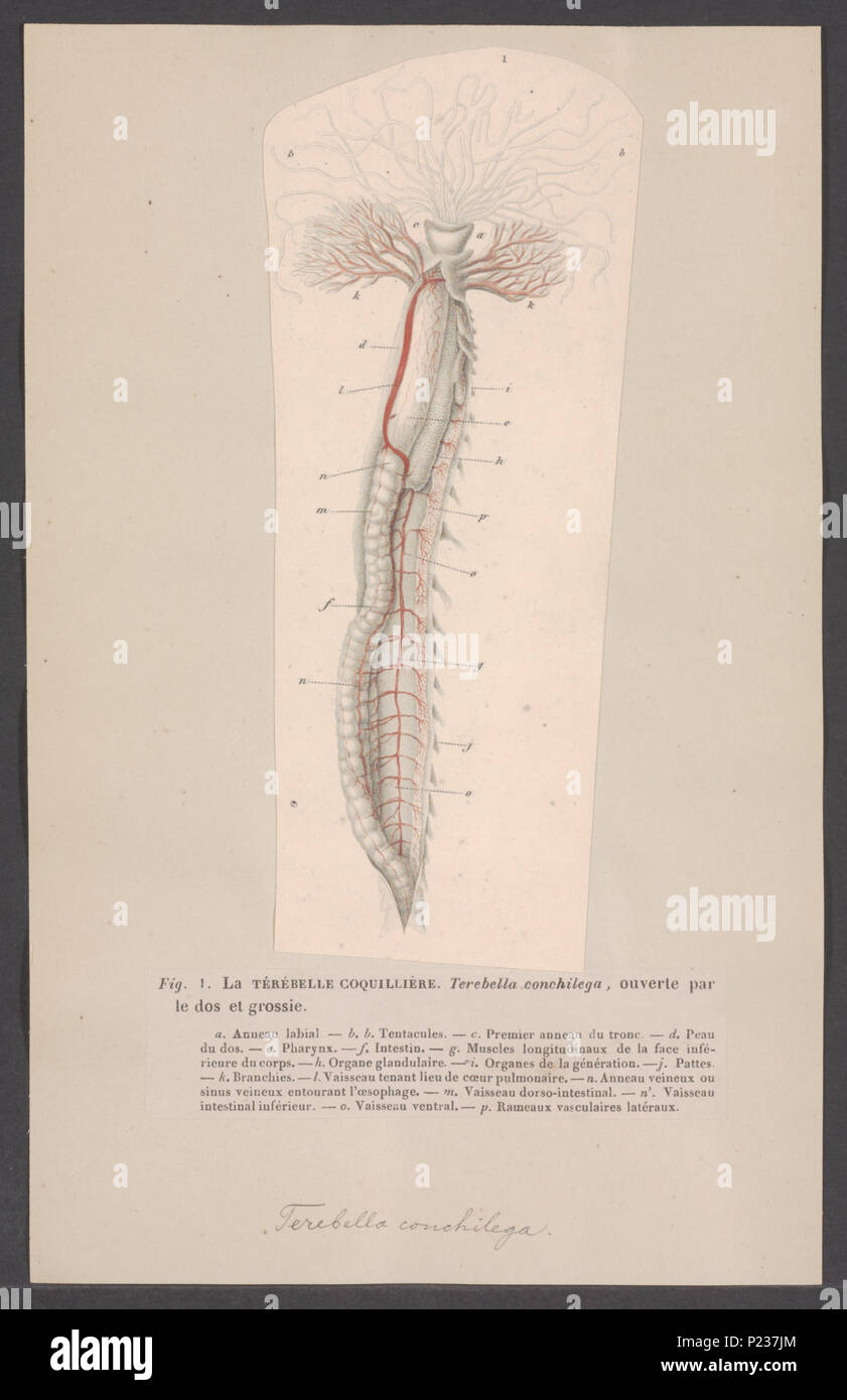 Terebella conchilega hi-res stock photography and images - Alamy