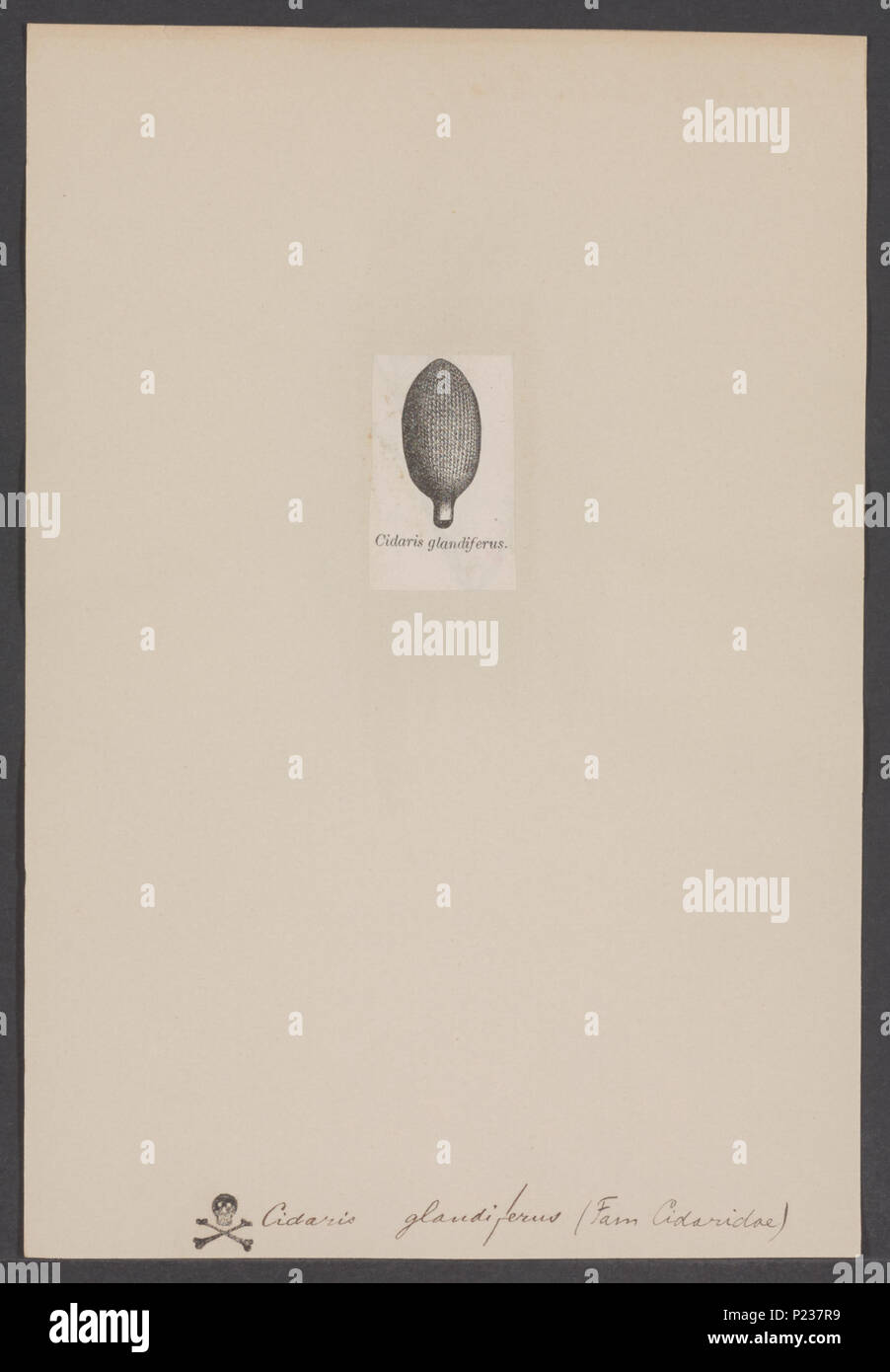 Cidaris glandiferus hi-res stock photography and images - Alamy