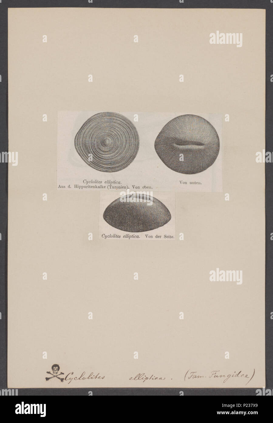 . Cyclolites 72 Cyclolites - Print - Iconographia Zoologica - Special ...