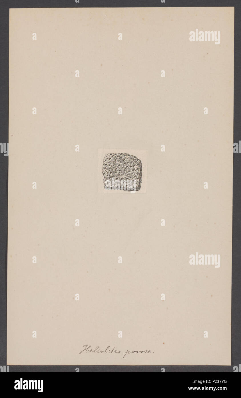 . Heliolites 145 Heliolites - Print - Iconographia Zoologica - Special ...