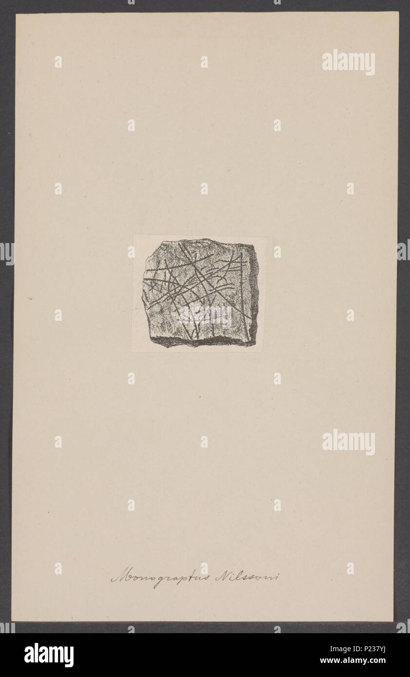 Monograptus hi-res stock photography and images - Alamy