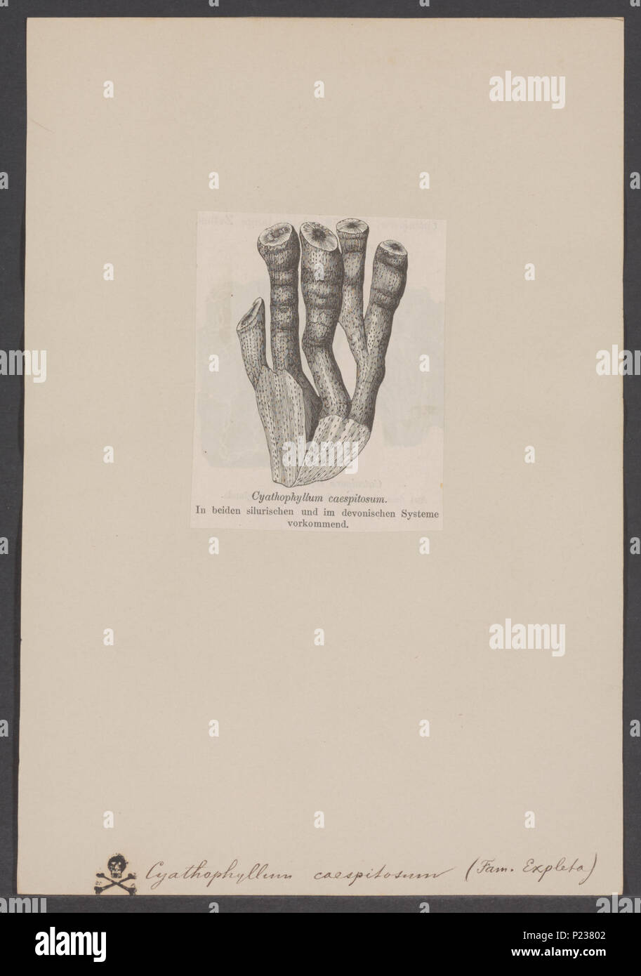 Cyathophyllum caespitosum hi-res stock photography and images - Alamy