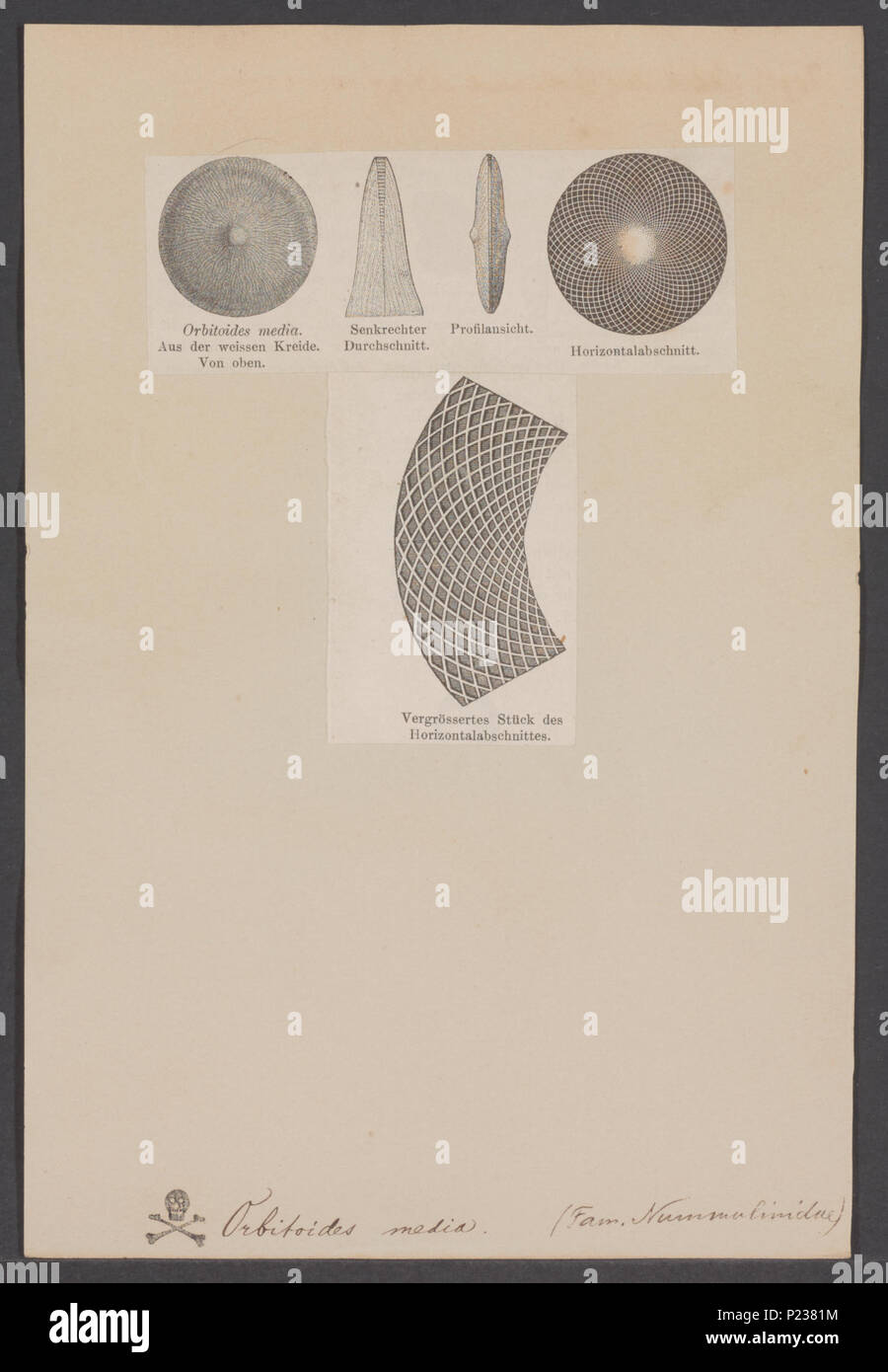 Orbitoides hi-res stock photography and images - Alamy