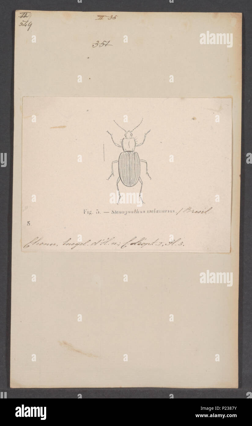 . Stenognathus 296 Stenognathus - Print - Iconographia Zoologica ...