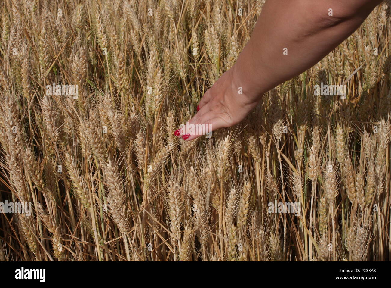 Wireframe agriculture hi-res stock photography and images - Alamy
