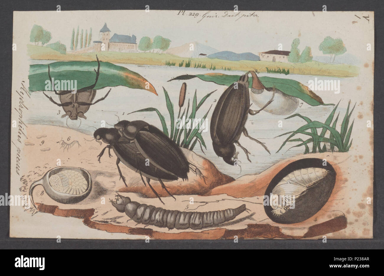 Hydrophilus hi-res stock photography and images - Alamy