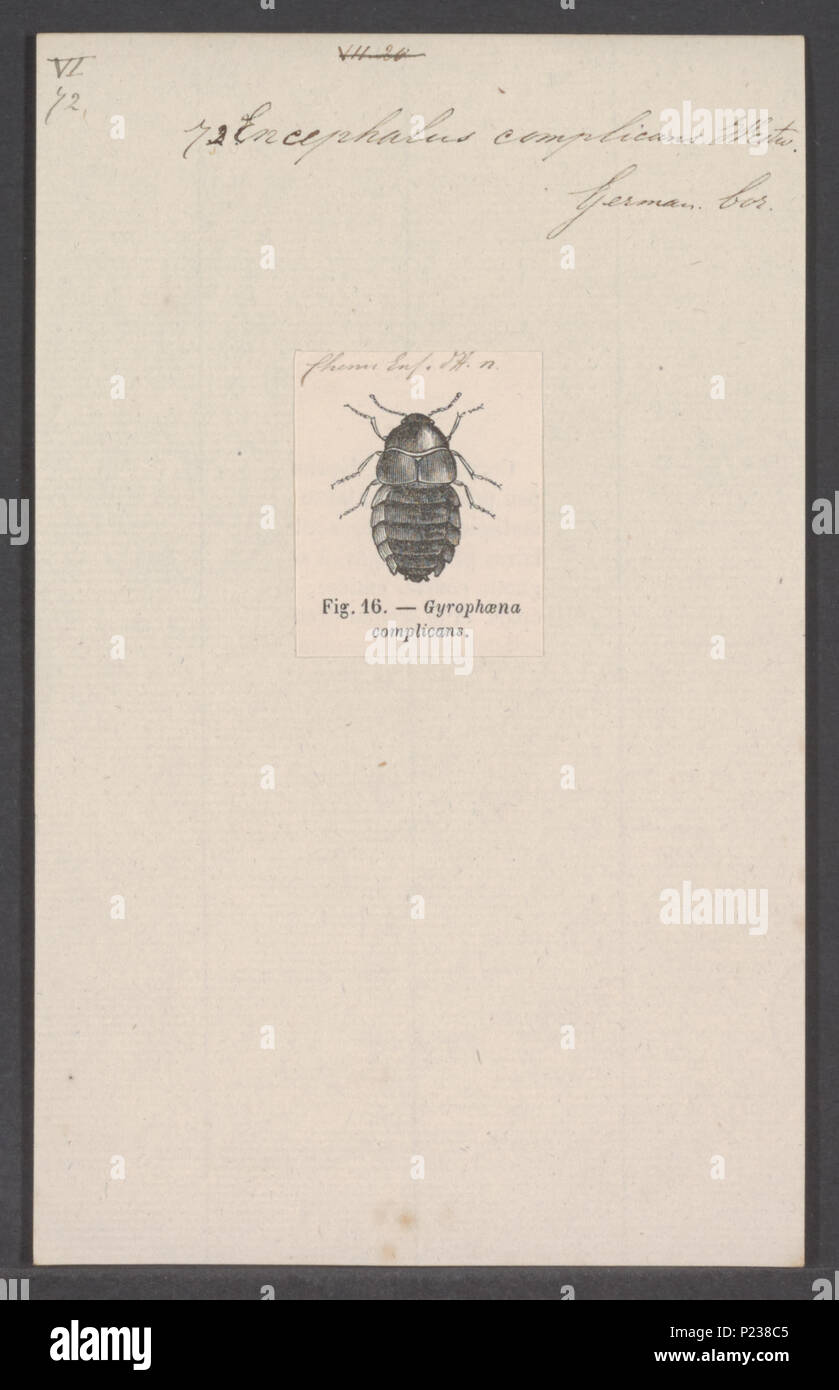 Encephalus hi-res stock photography and images - Alamy