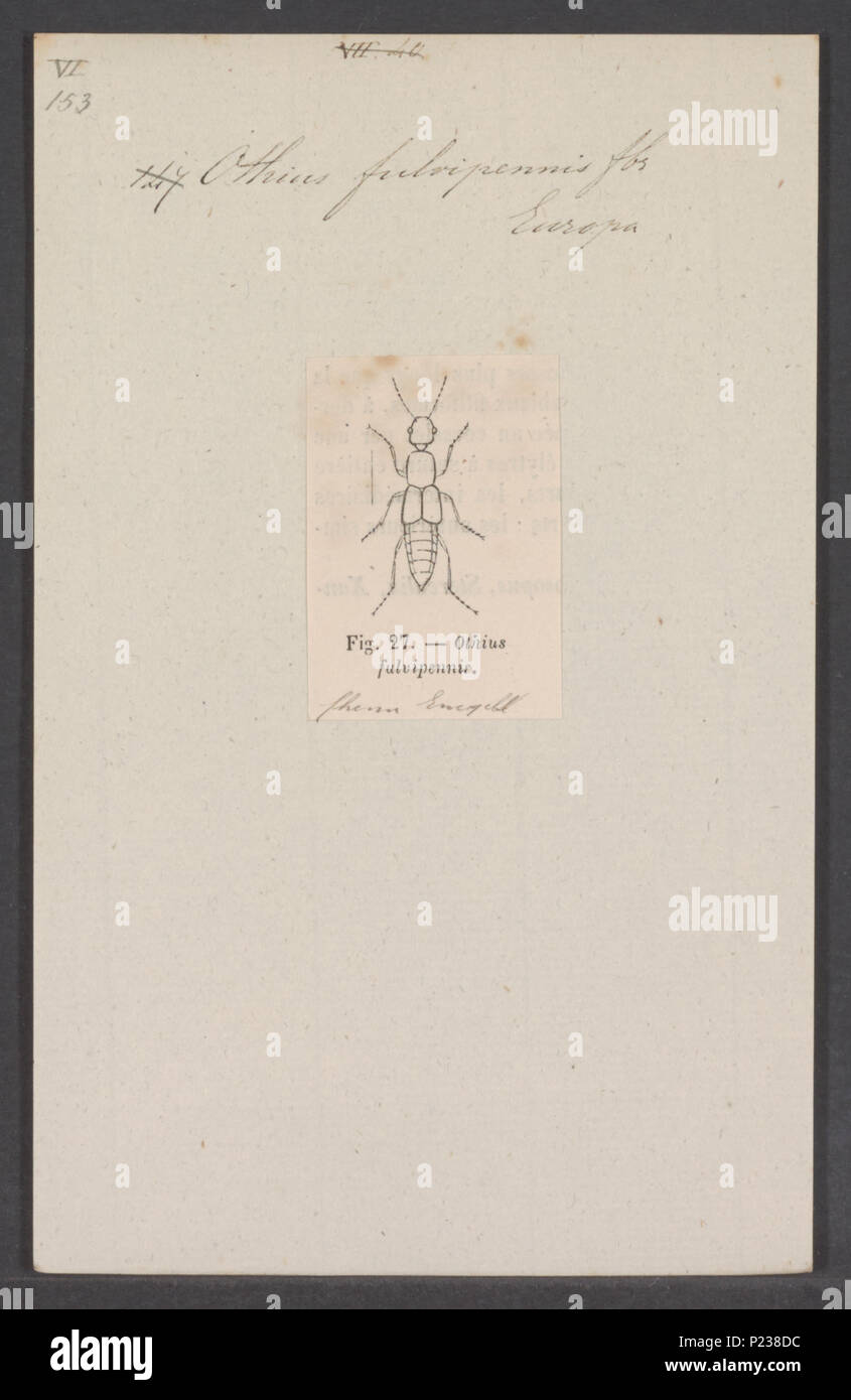 Othius hi-res stock photography and images - Alamy