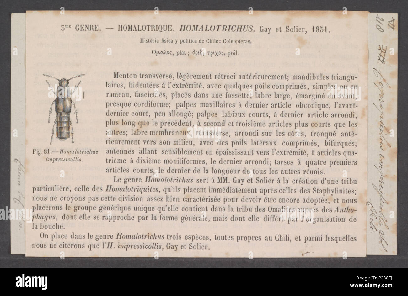 Coprophilus hi-res stock photography and images - Alamy