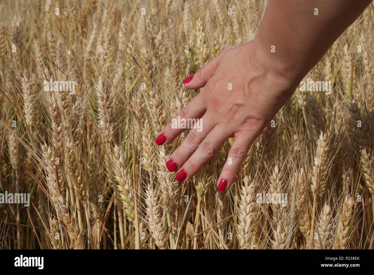 Wheat sprouts in a woman's farmer hand Stock Photo - Alamy
