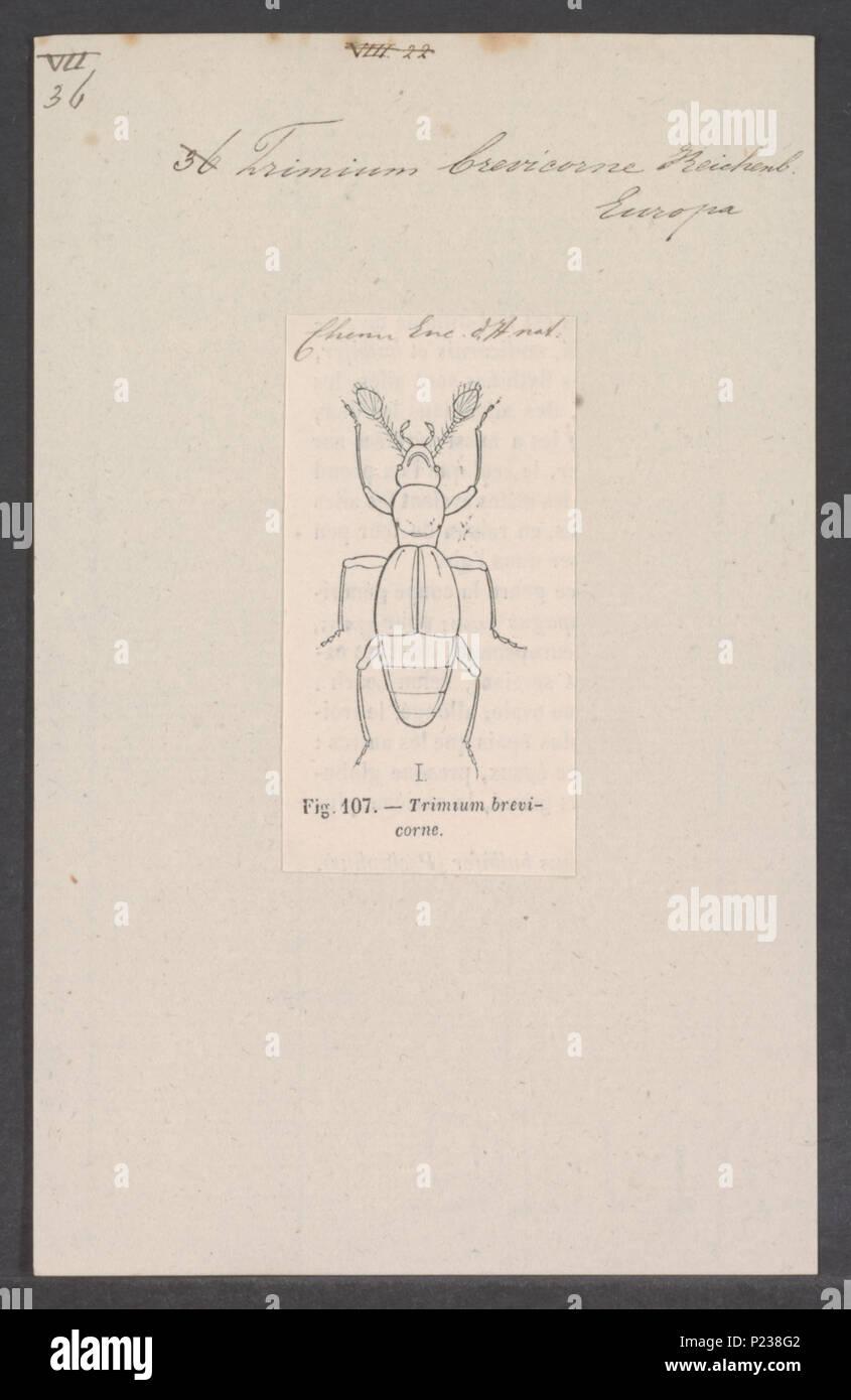 Trimium hi-res stock photography and images - Alamy