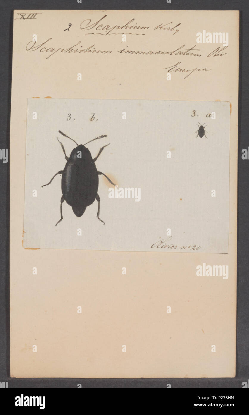 Scaphium hi-res stock photography and images - Alamy