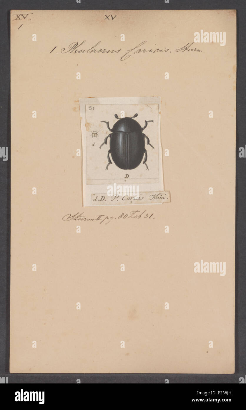 Phalacrus hi-res stock photography and images - Alamy