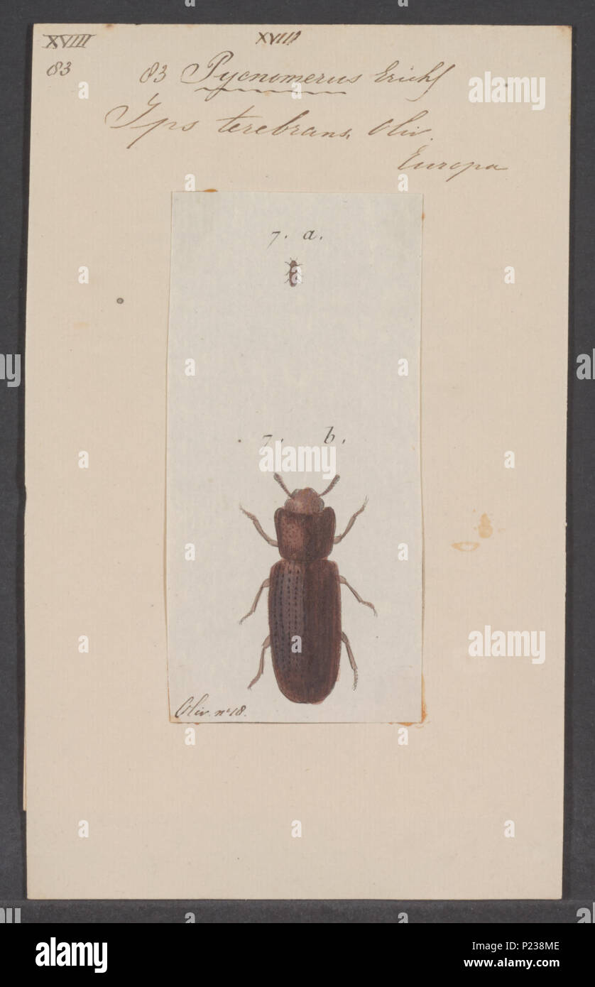 Pycnomerus High Resolution Stock Photography and Images - Alamy