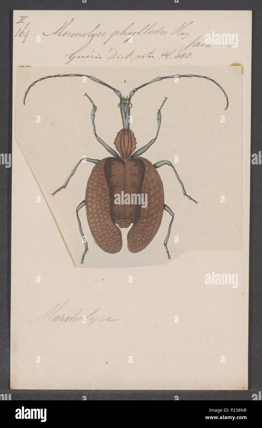 Mormolyce High Resolution Stock Photography and Images - Alamy