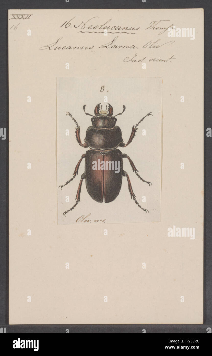 Neolucanus hi-res stock photography and images - Alamy