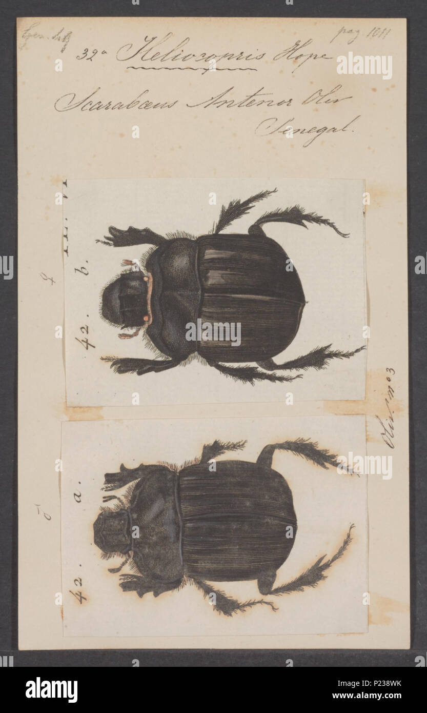 Heliocopris hi-res stock photography and images - Alamy