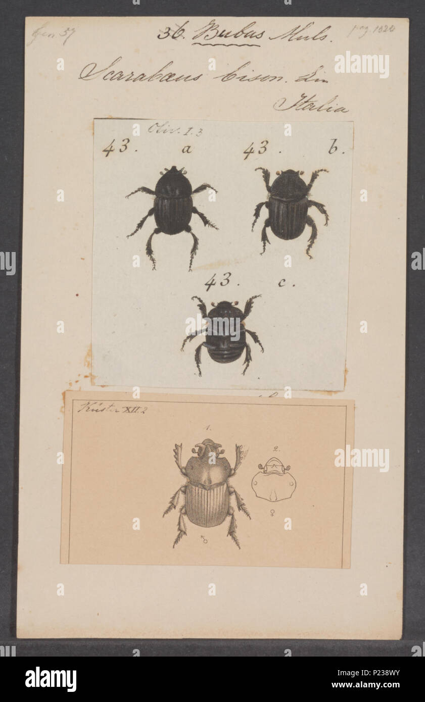 Bubas hi-res stock photography and images - Alamy