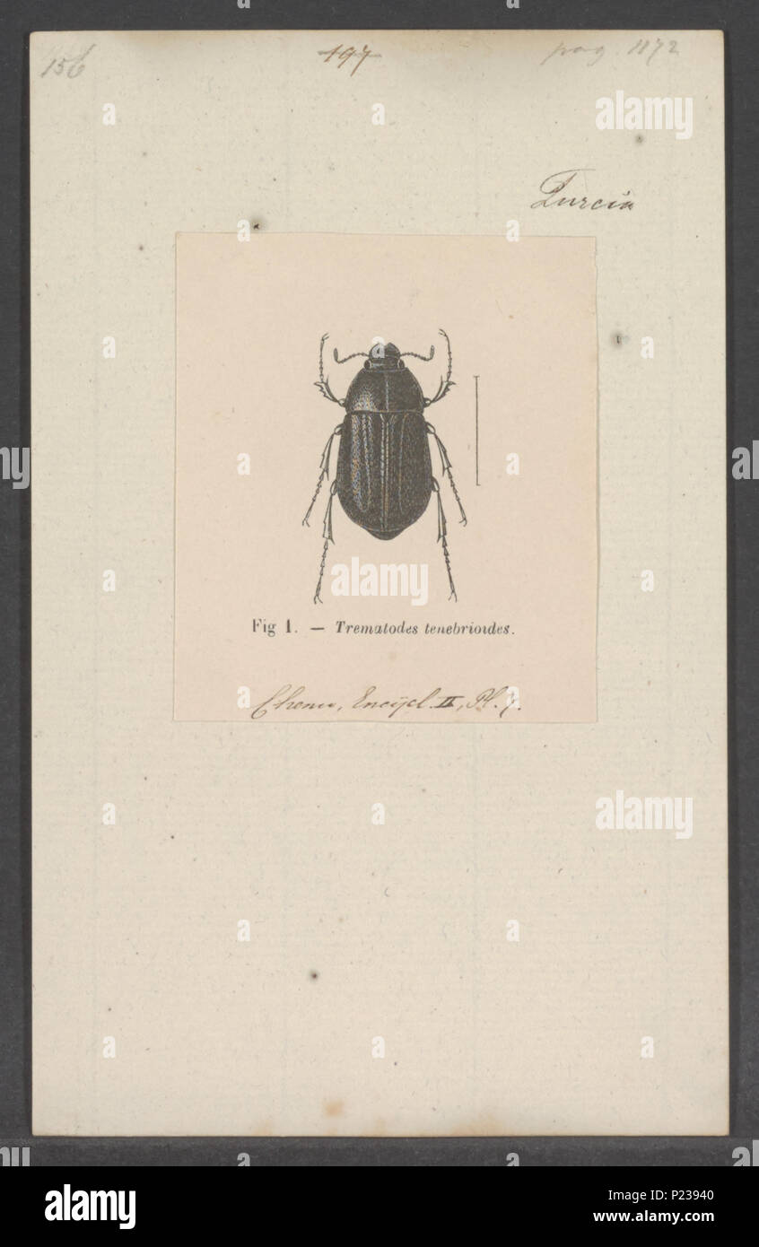 . Trematodes 307 Trematodes - Print - Iconographia Zoologica - Special ...