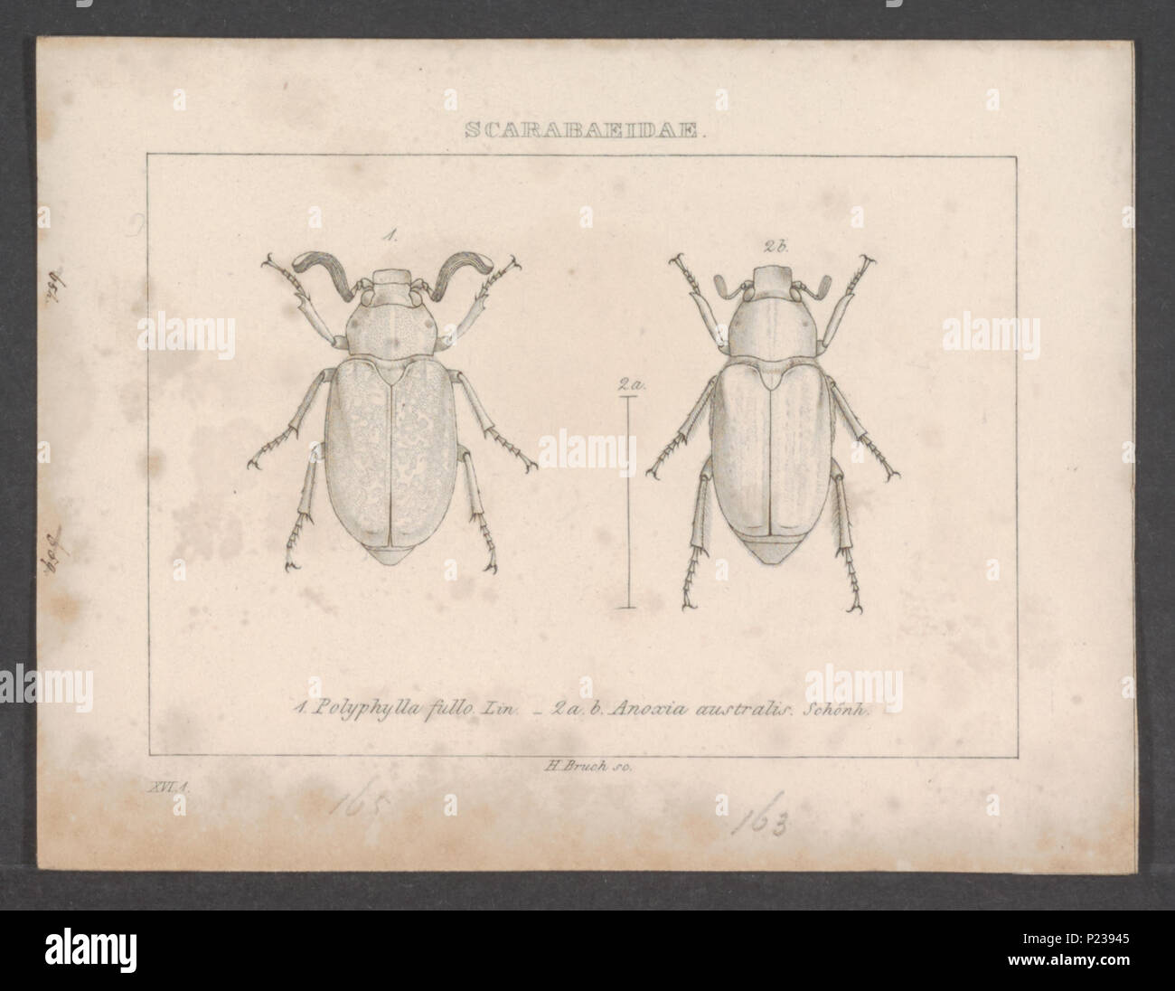 Anoxia hi-res stock photography and images - Alamy