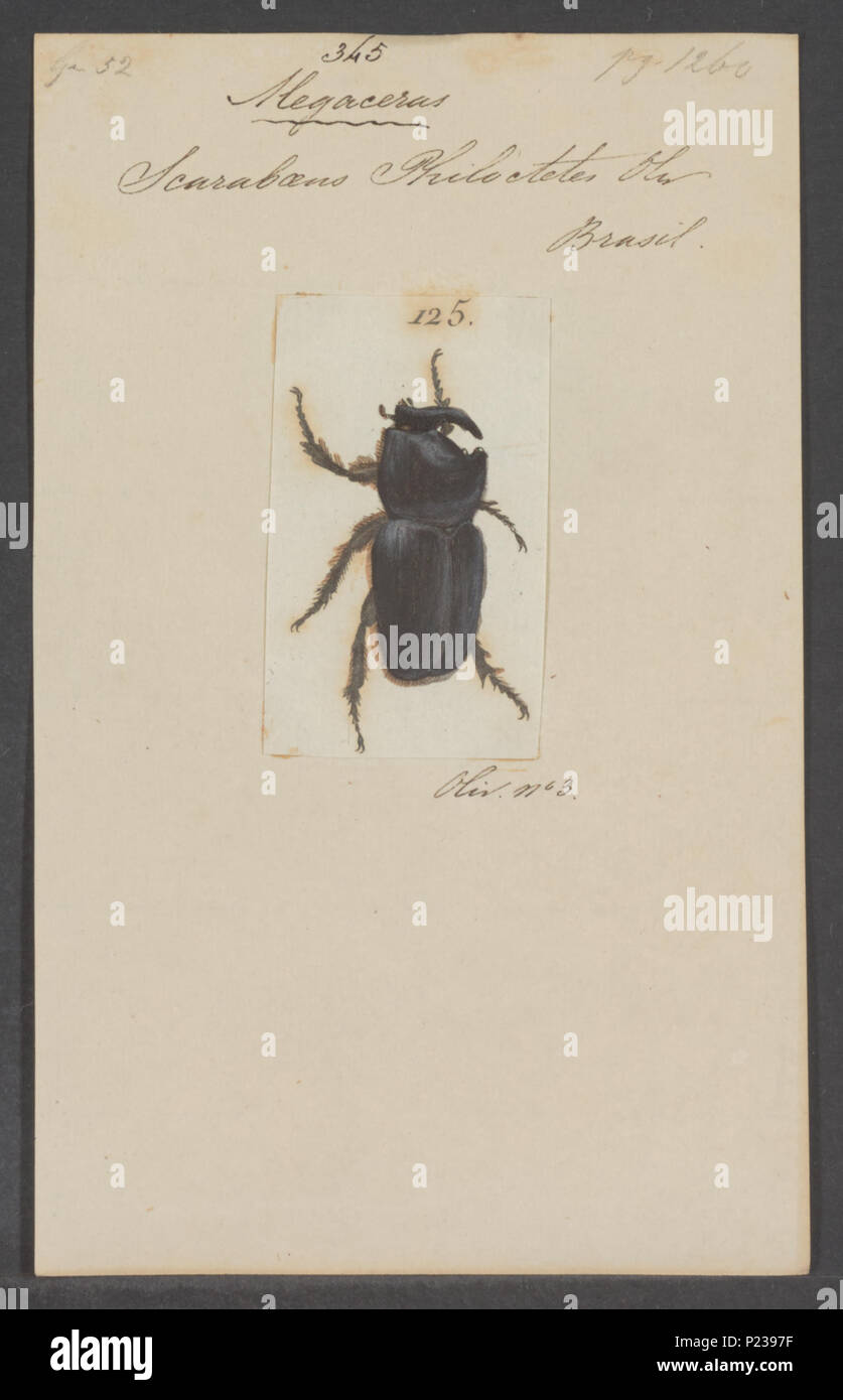 . Megaceras 191 Megaceras - Print - Iconographia Zoologica - Special ...