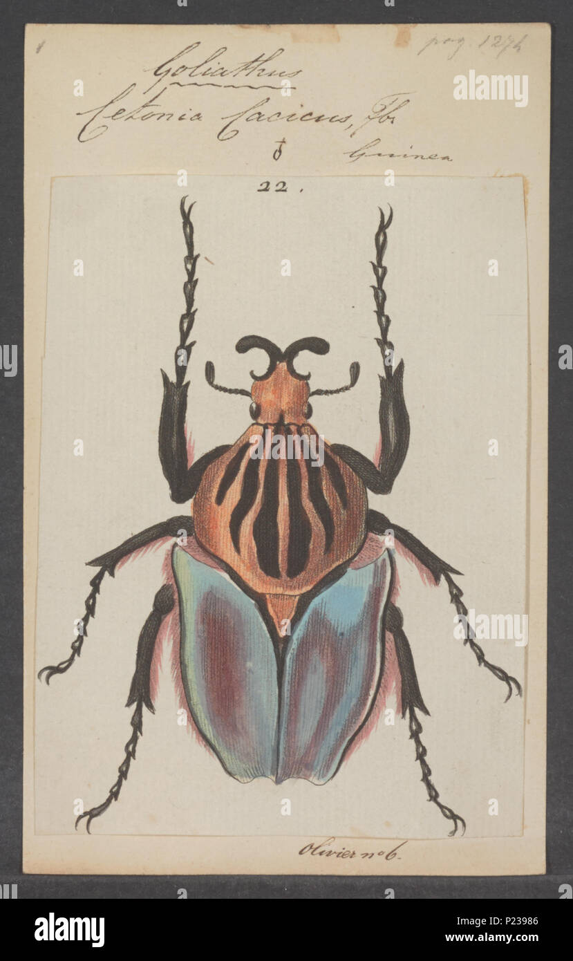 Goliathus hi-res stock photography and images - Alamy