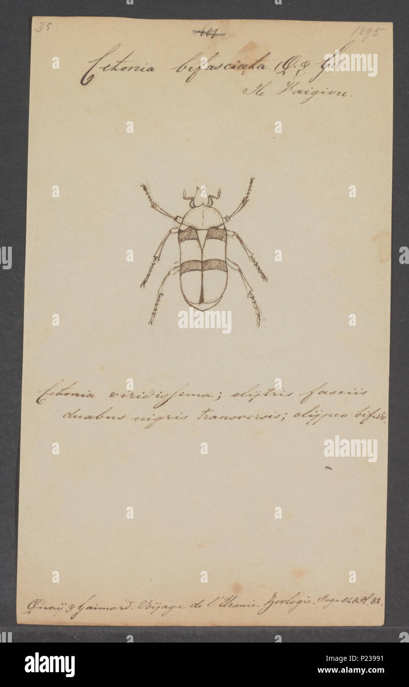 Lomaptera hi-res stock photography and images - Alamy