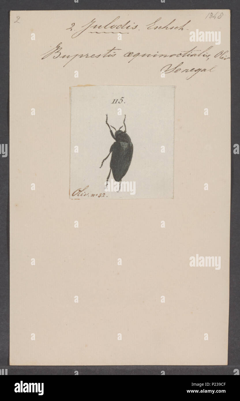 . Julodis 159 Julodis - Print - Iconographia Zoologica - Special ...