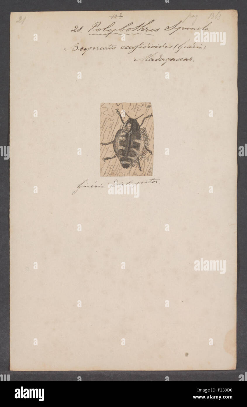 Entomological species catalog hi-res stock photography and images - Alamy