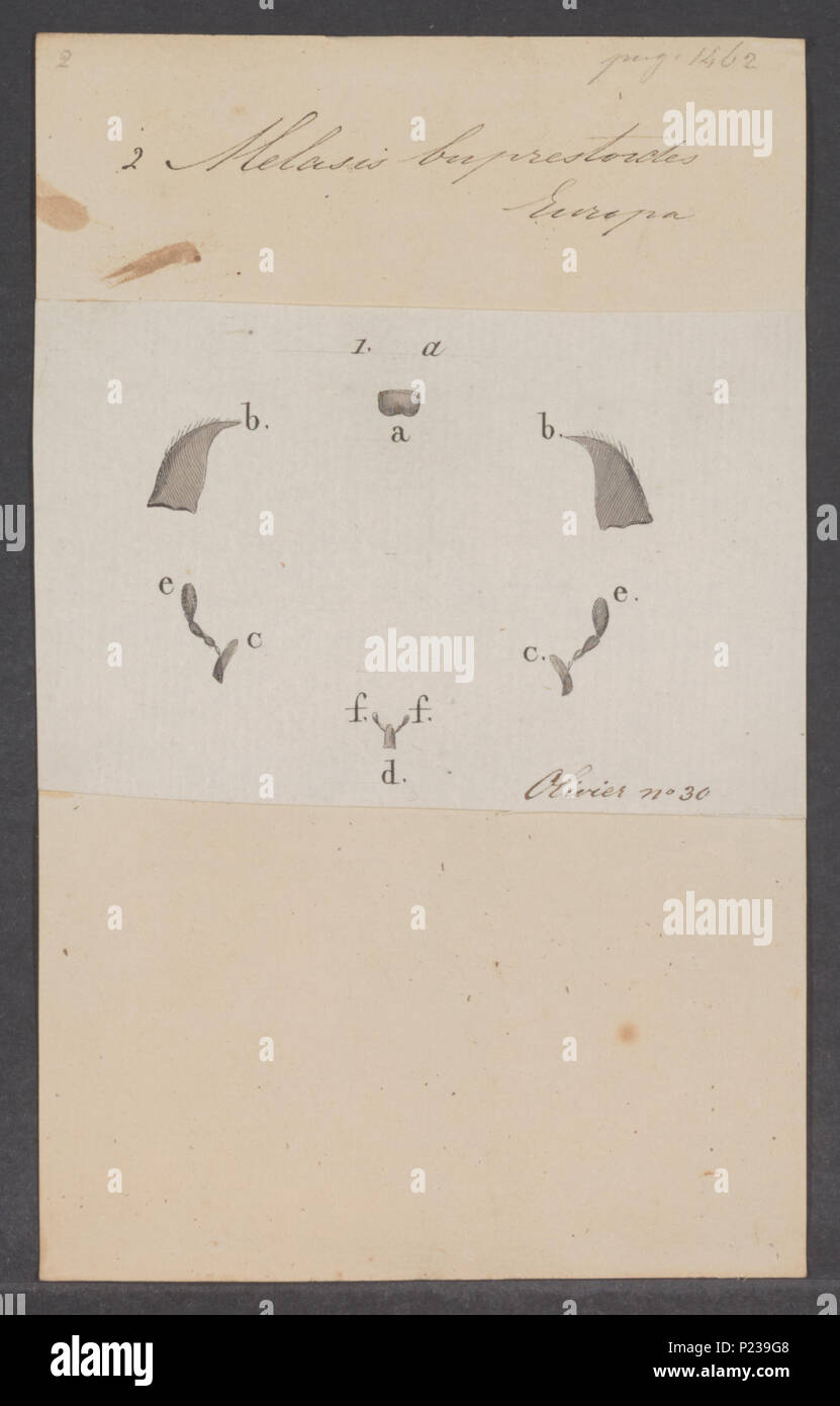 Melasis hi-res stock photography and images - Alamy