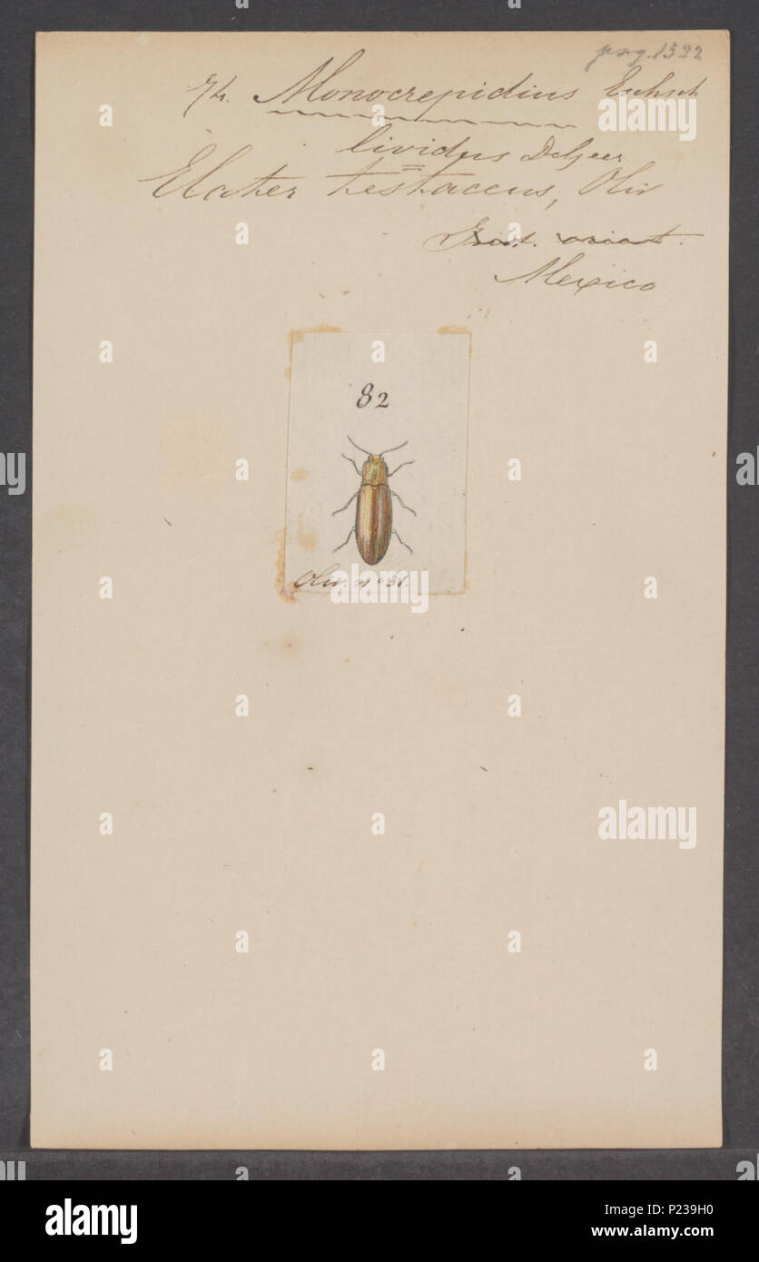 Monocrepidius hi-res stock photography and images - Alamy