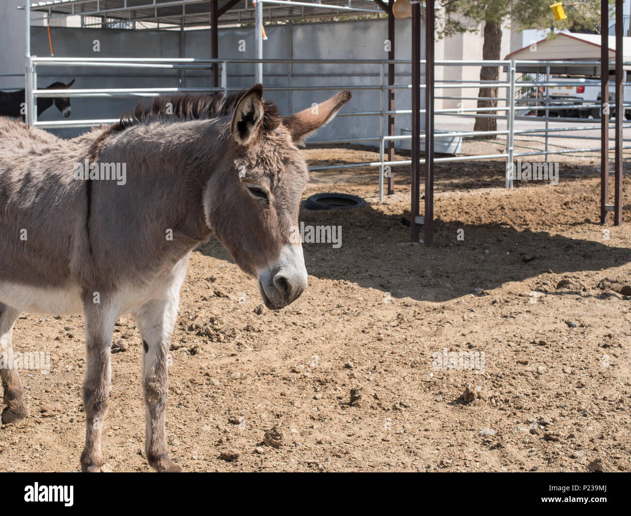 A Donkey at the Longstreet Inn petting zoo, armagosa Valley, Nevada ...
