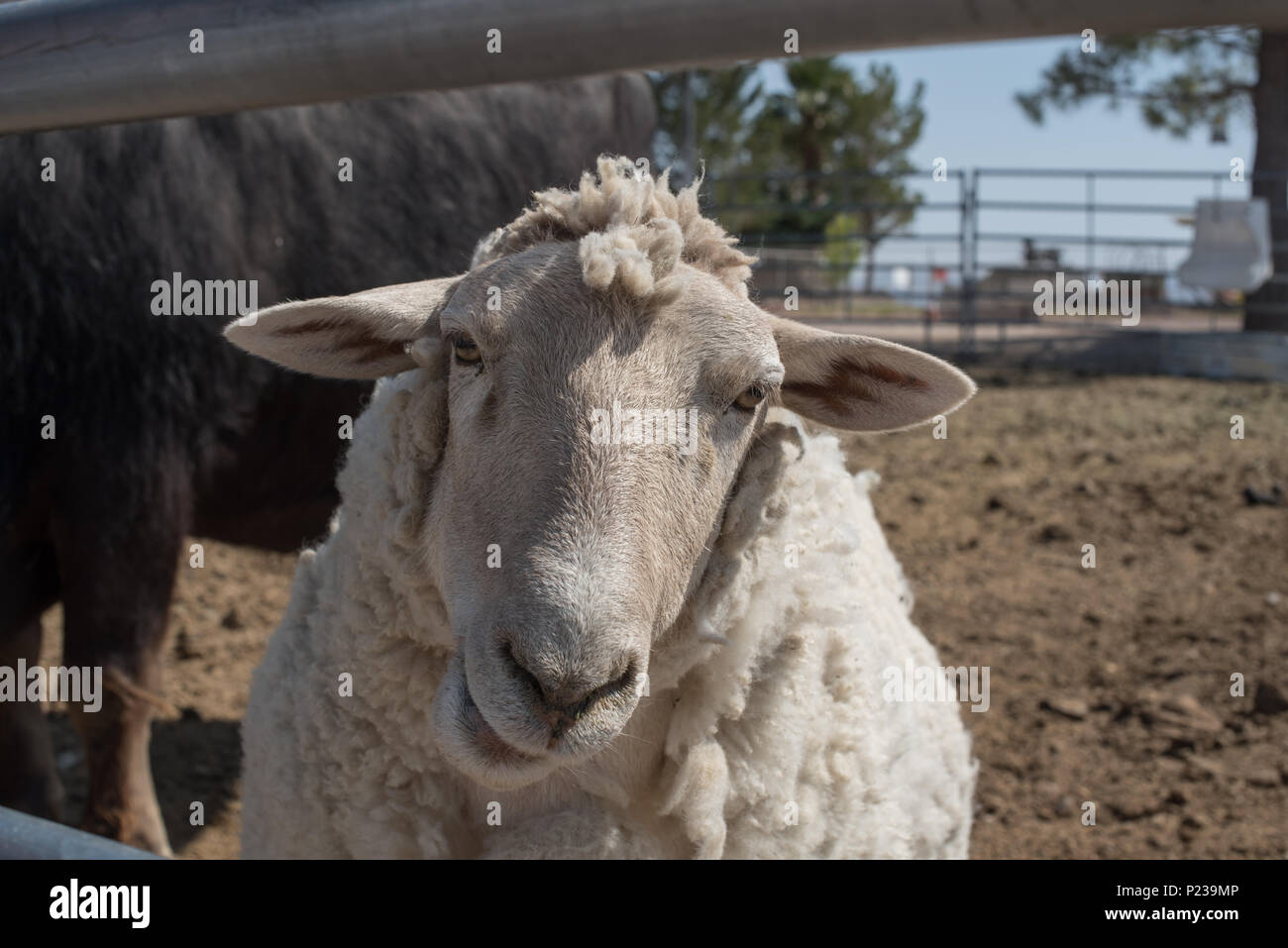White woolly friendly Sheep close up Stock Photo - Alamy