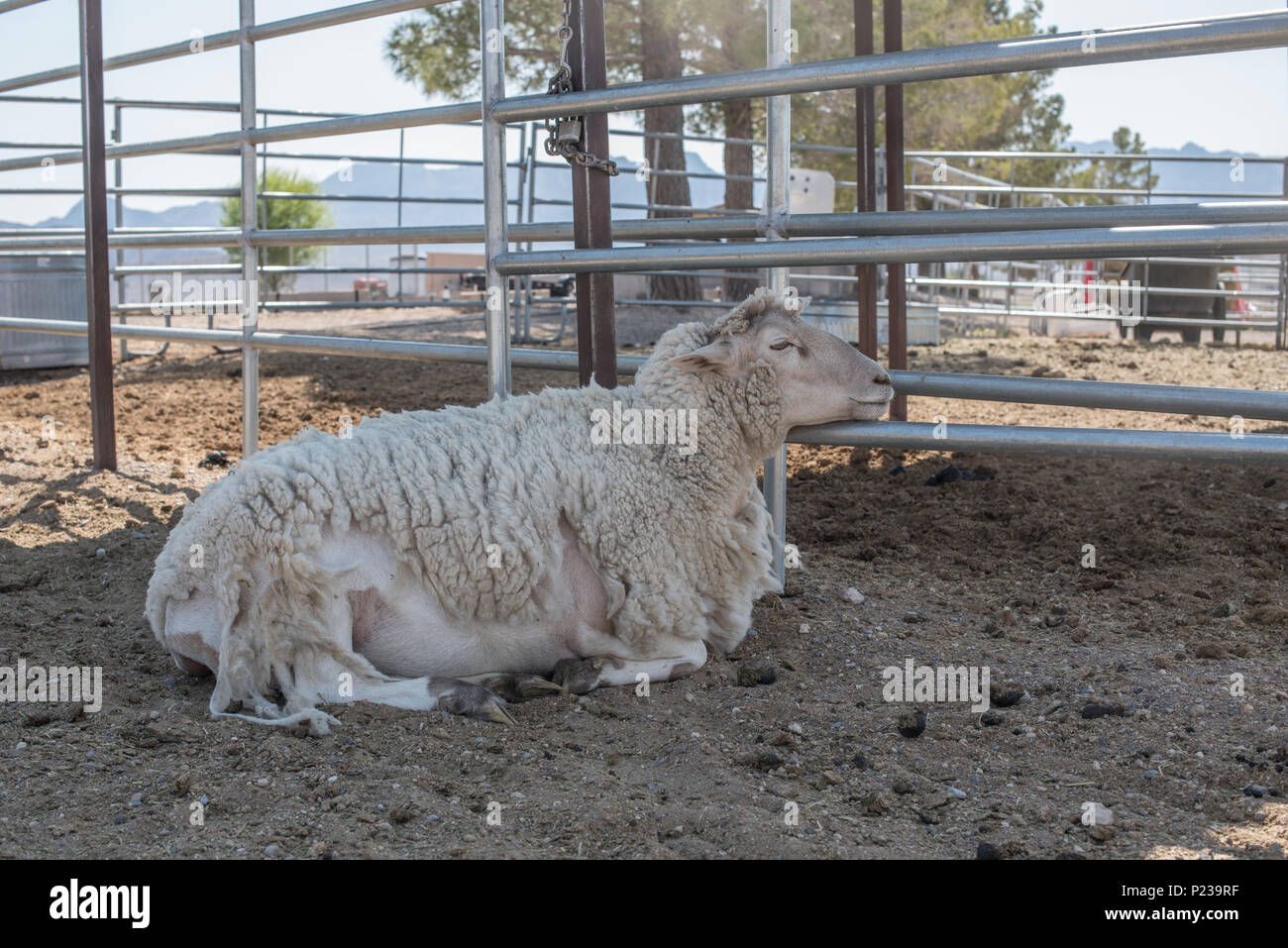 A friendly sheep at a petting zoo next to Longstreet Inn and casino in ...