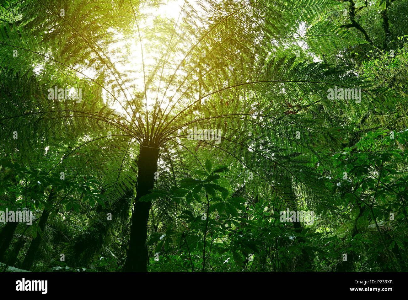Tree canopy in tropical jungle Stock Photo - Alamy