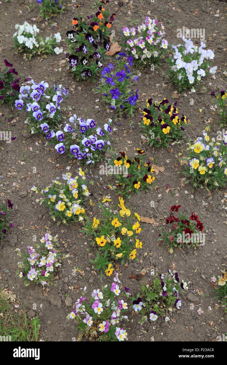 Flowers of czechia hi-res stock photography and images - Alamy