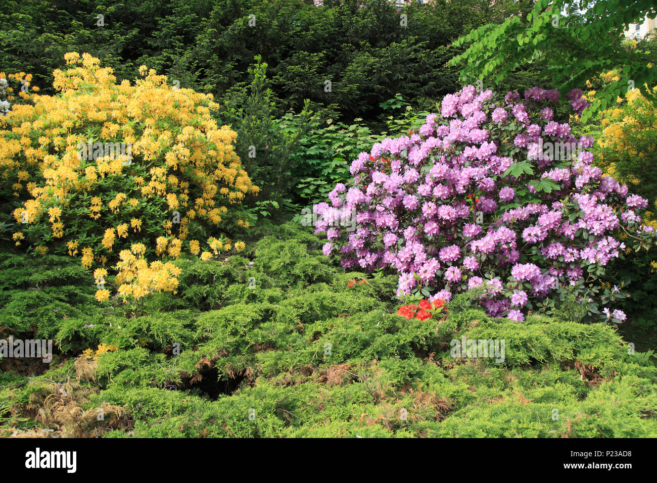 Flowers of czechia hi-res stock photography and images - Alamy