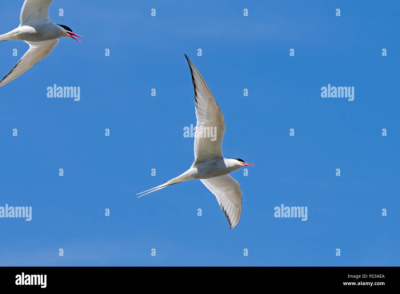 Two Arctic terns (Sterna paradisaea) in flight against blue sky ...