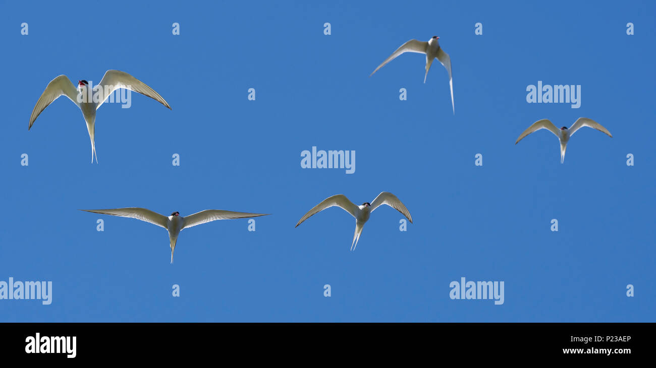 Arctic terns migrating hi-res stock photography and images - Alamy