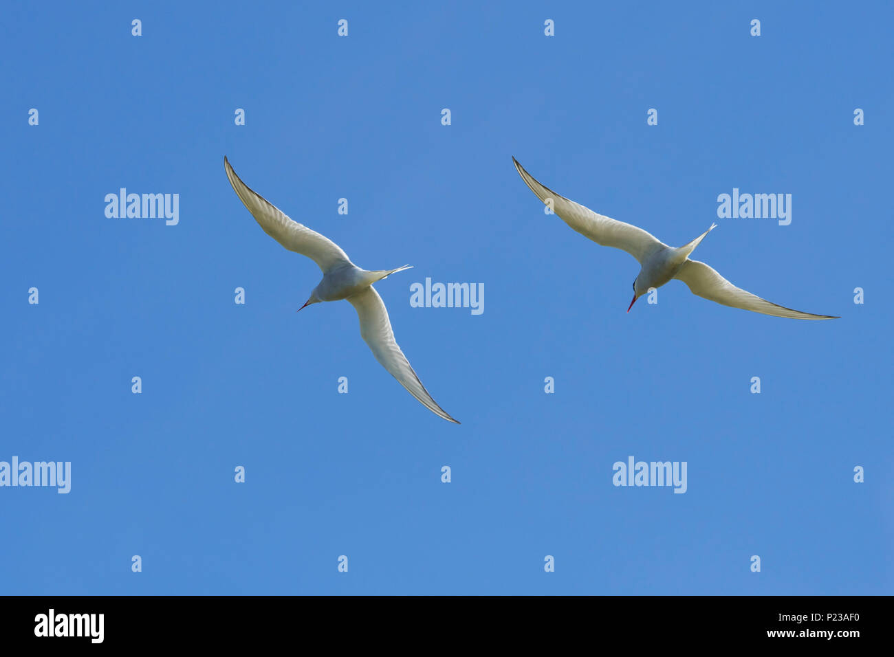 Two Arctic terns (Sterna paradisaea) in flight against blue sky ...