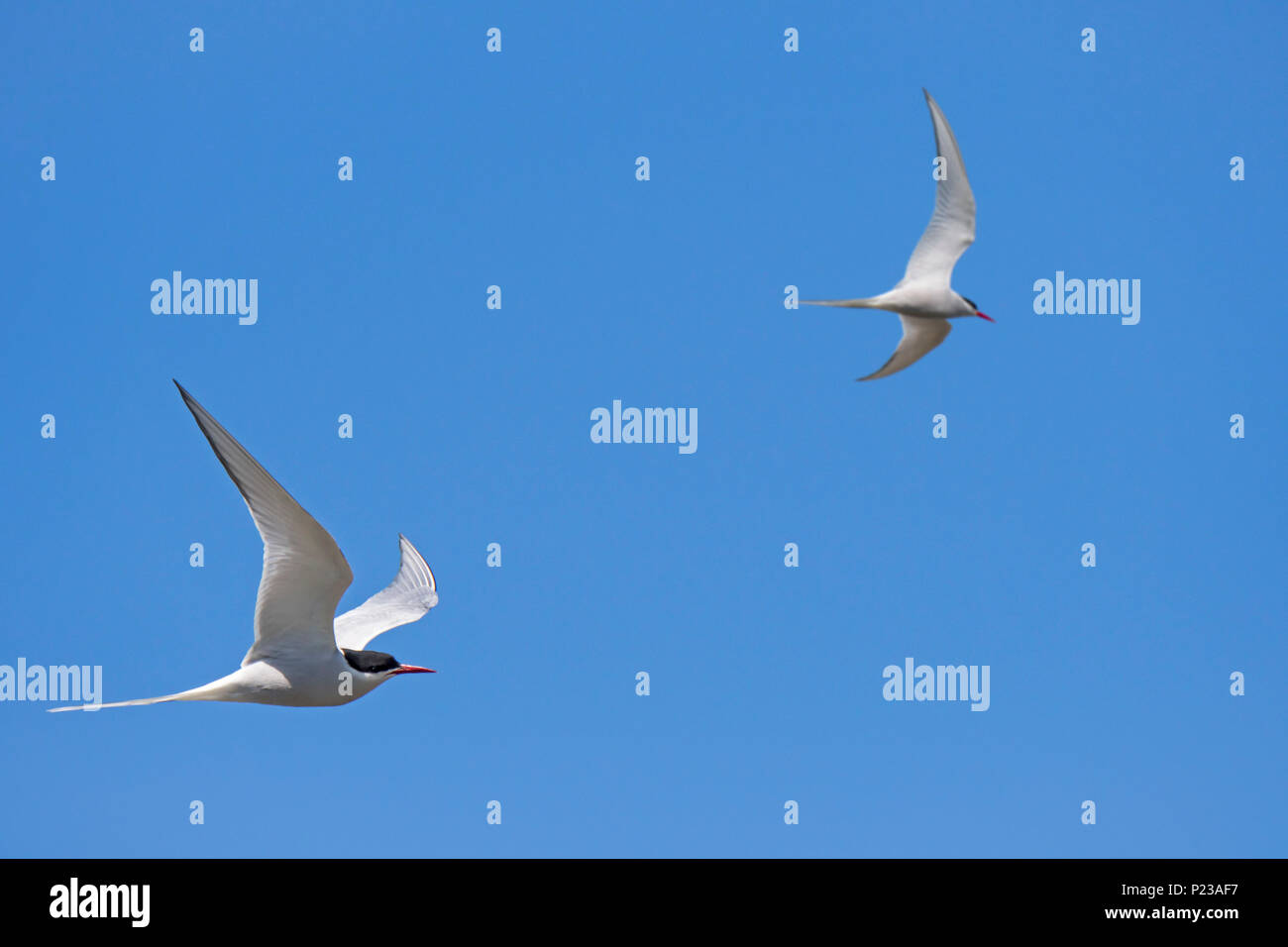 Two Arctic terns (Sterna paradisaea) in flight against blue sky ...