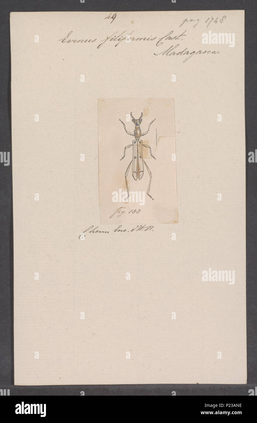 Evenus hi-res stock photography and images - Alamy