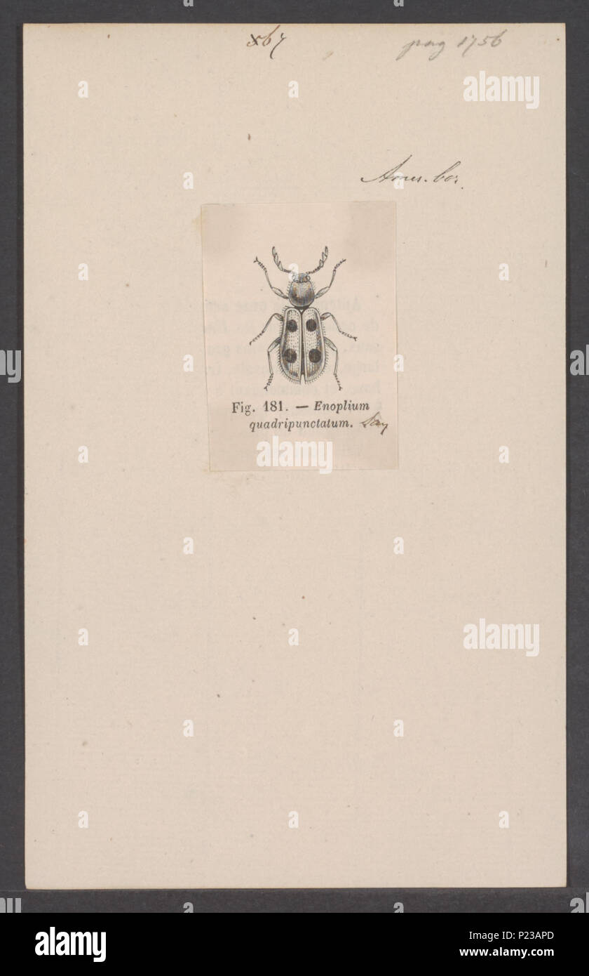 Enoplium hi-res stock photography and images - Alamy