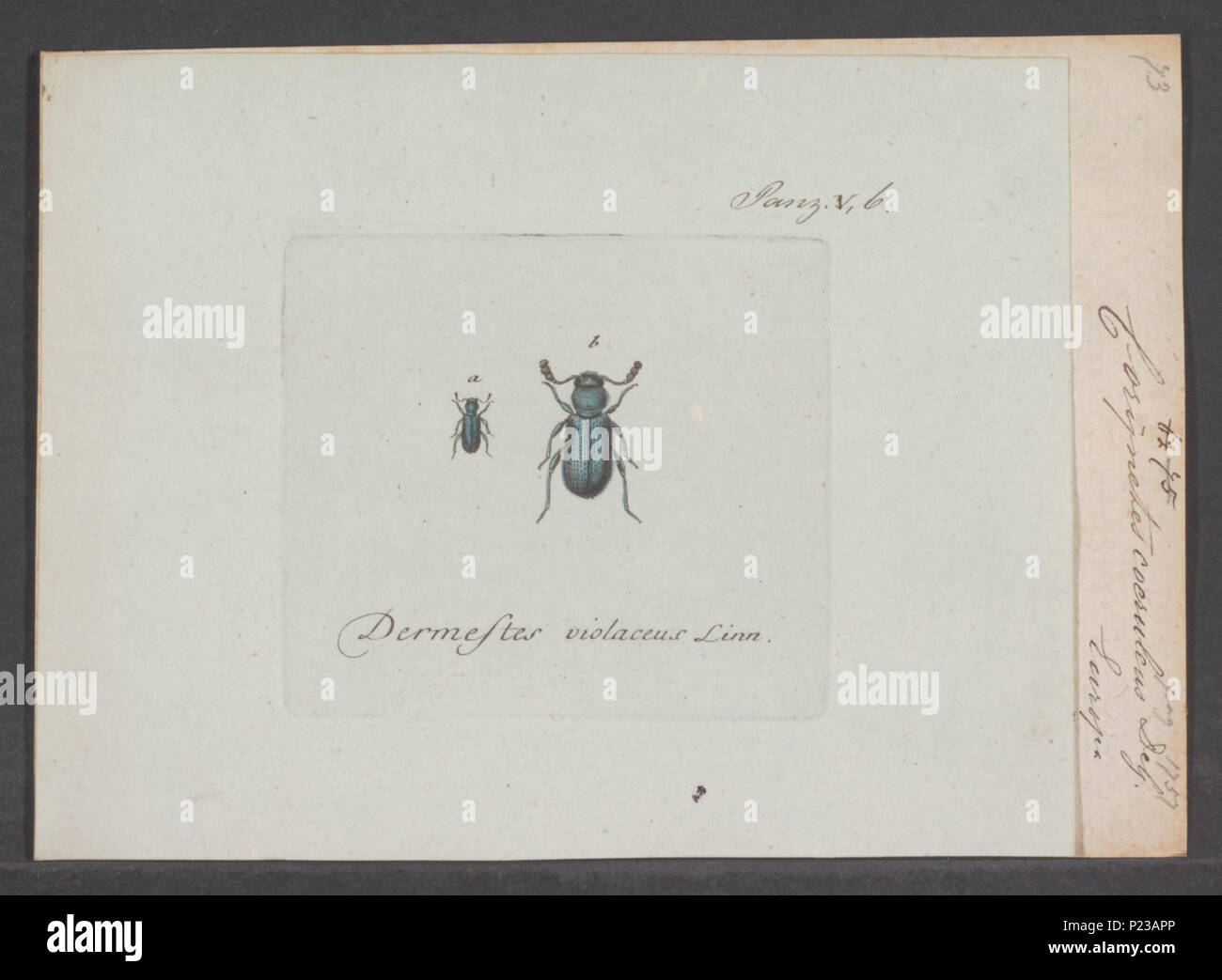 . Corynetes 69 Corynetes - Print - Iconographia Zoologica - Special ...