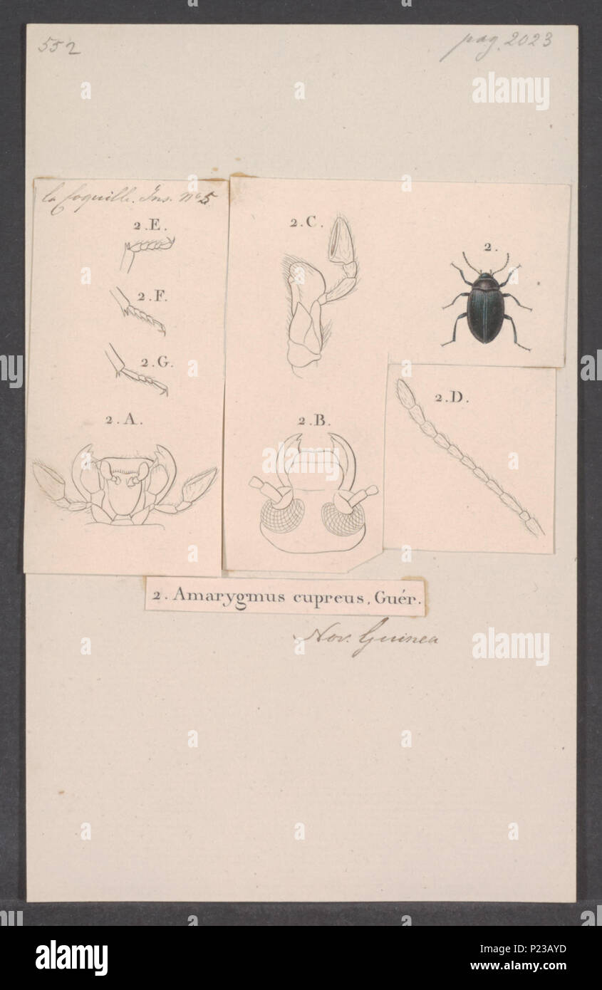 . Amarygmus cupreus 15 Amarygmus - Print - Iconographia Zoologica ...