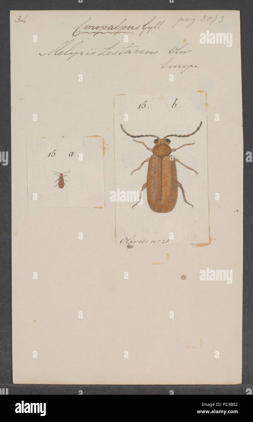 Conopalpus hi-res stock photography and images - Alamy