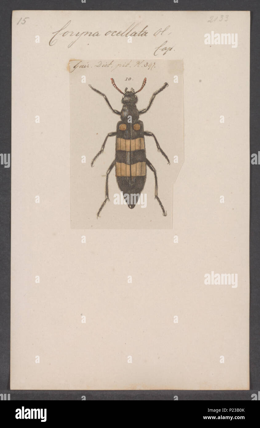 . Coryna 69 Coryna - Print - Iconographia Zoologica - Special ...